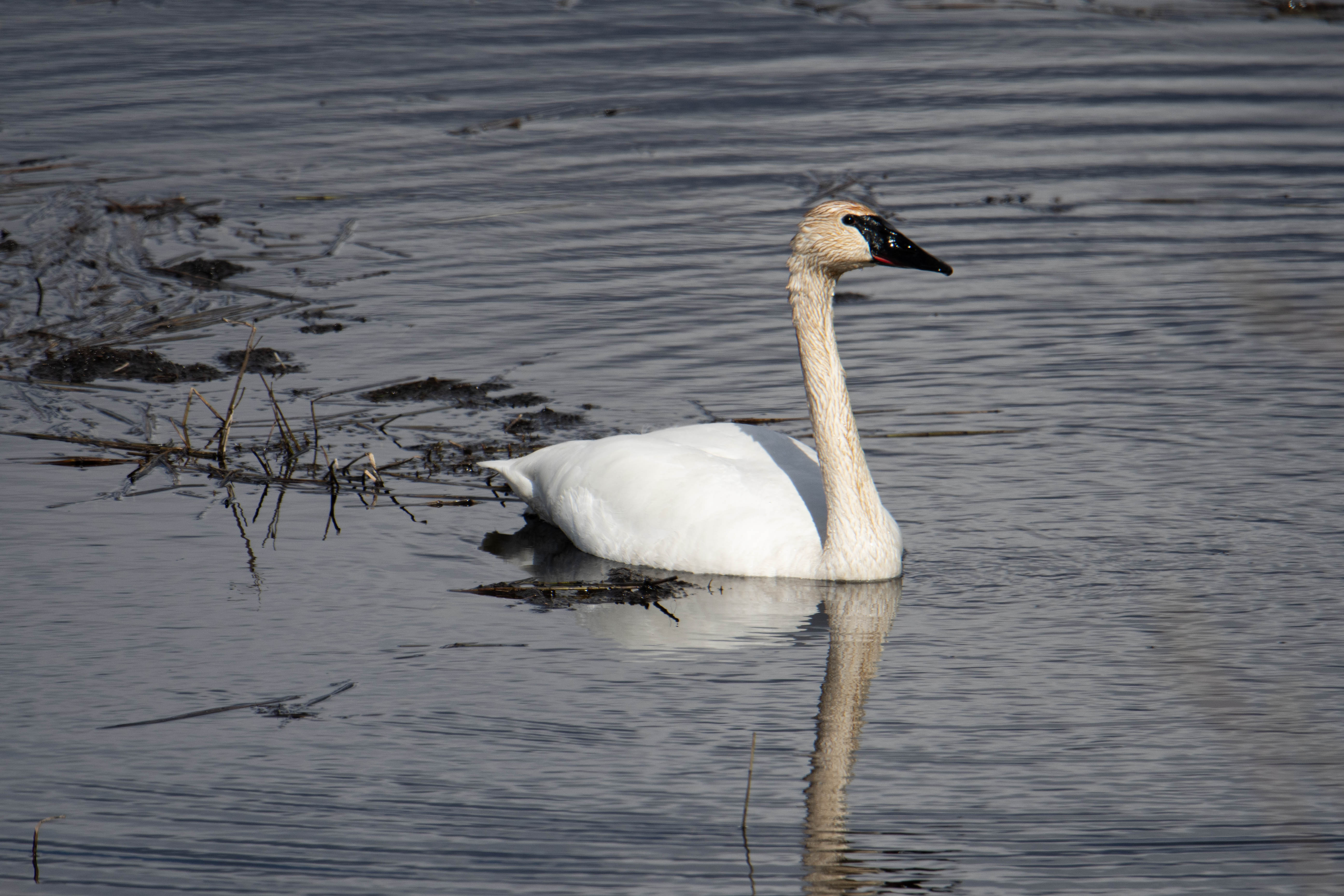 Animals Along Our Route – Seeing North America